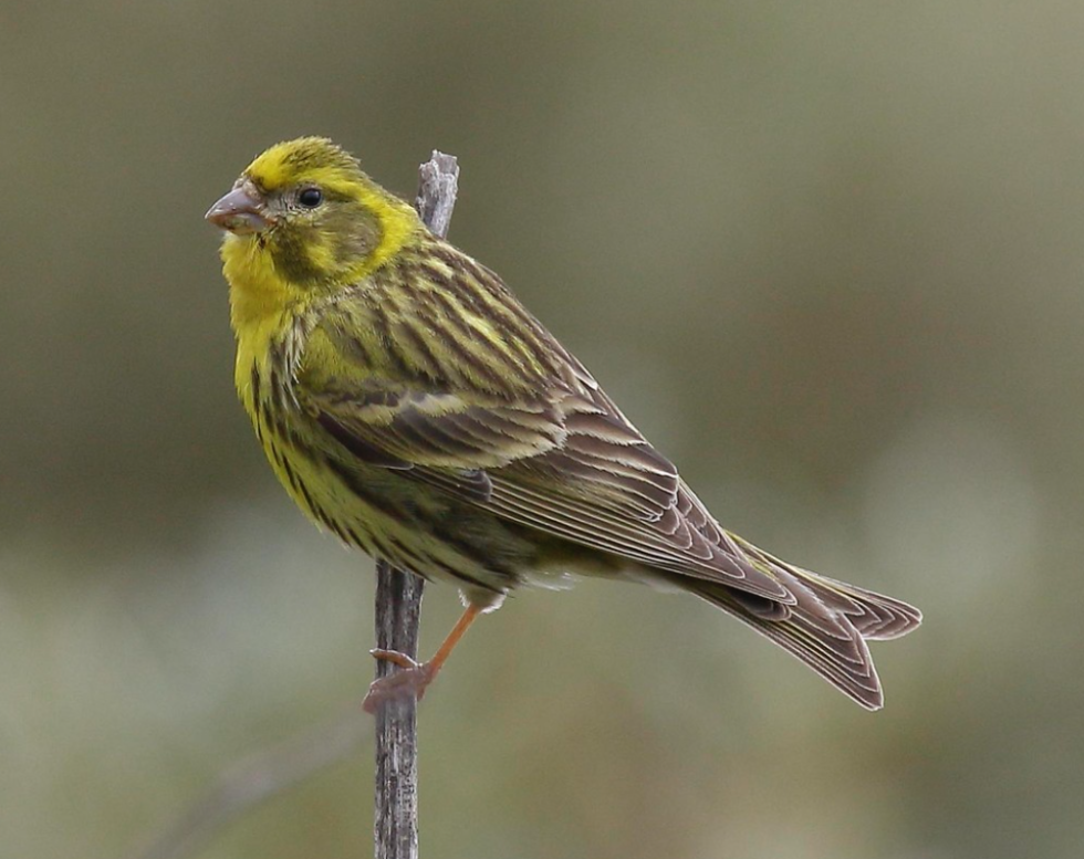 Kanaries | Aad Crama